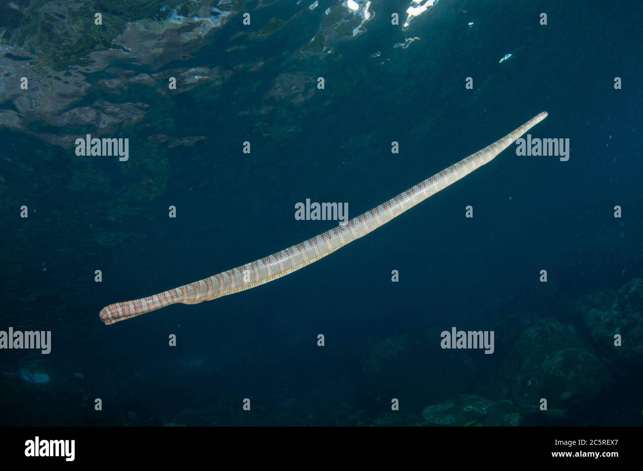 Chinese Sea Snake, Laticauda semifasciata, Snake Ridge dive site, Manuk ...