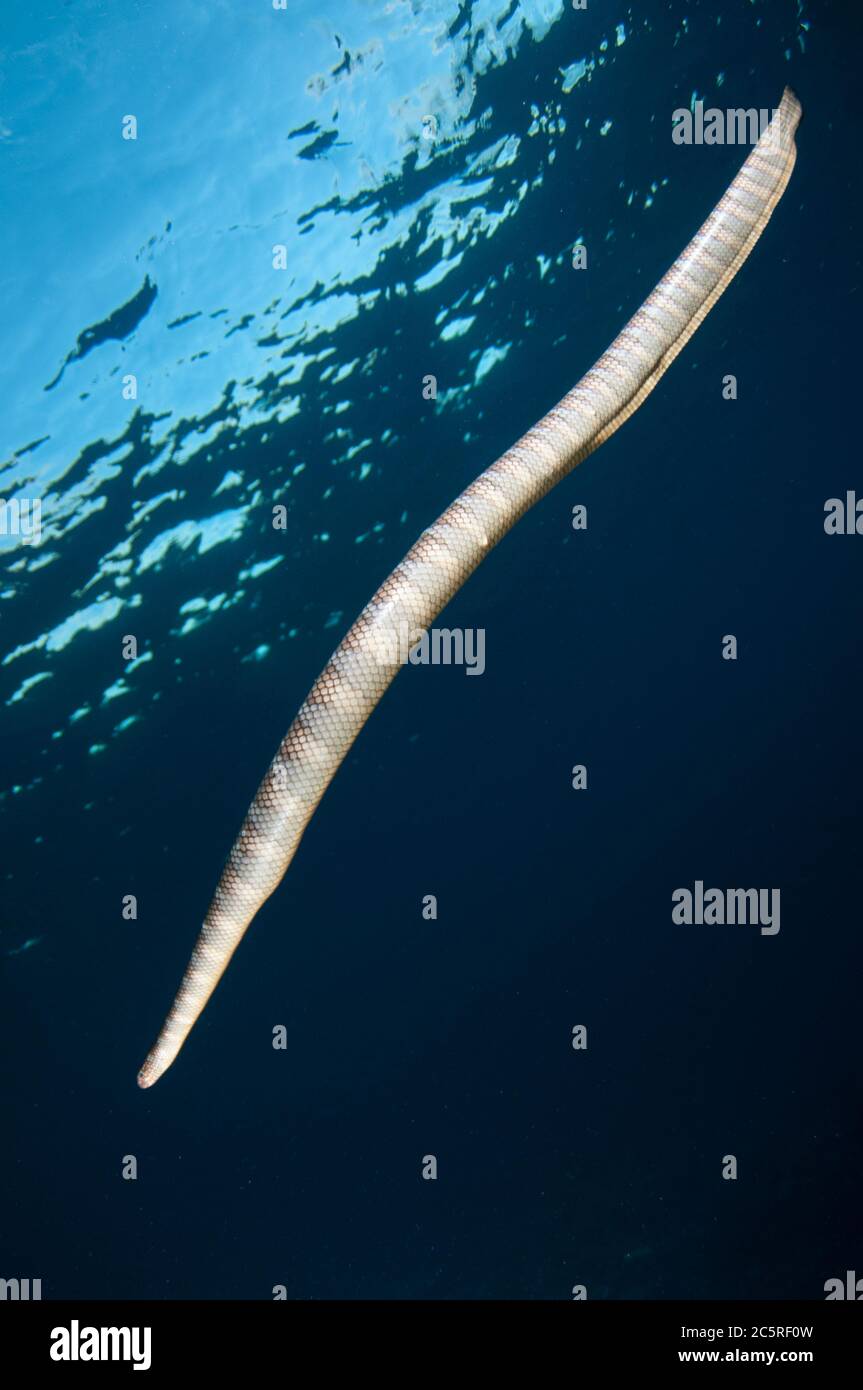 Chinese Sea Snake, Laticauda semifasciata, Snake Ridge dive site, Manuk ...