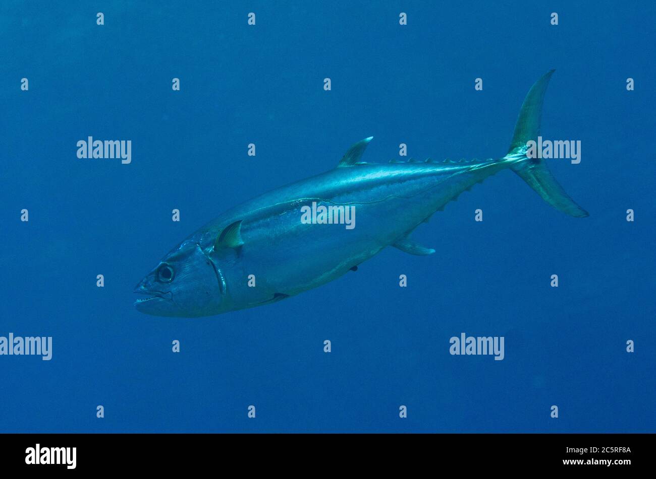 Dogtooth Tuna, Gymnosarda unicolor, Tanjung Buton dive site, Hatta ...