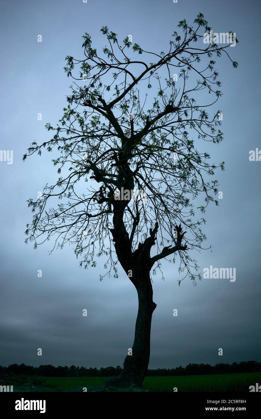 old alone tree with branches Stock Photo - Alamy