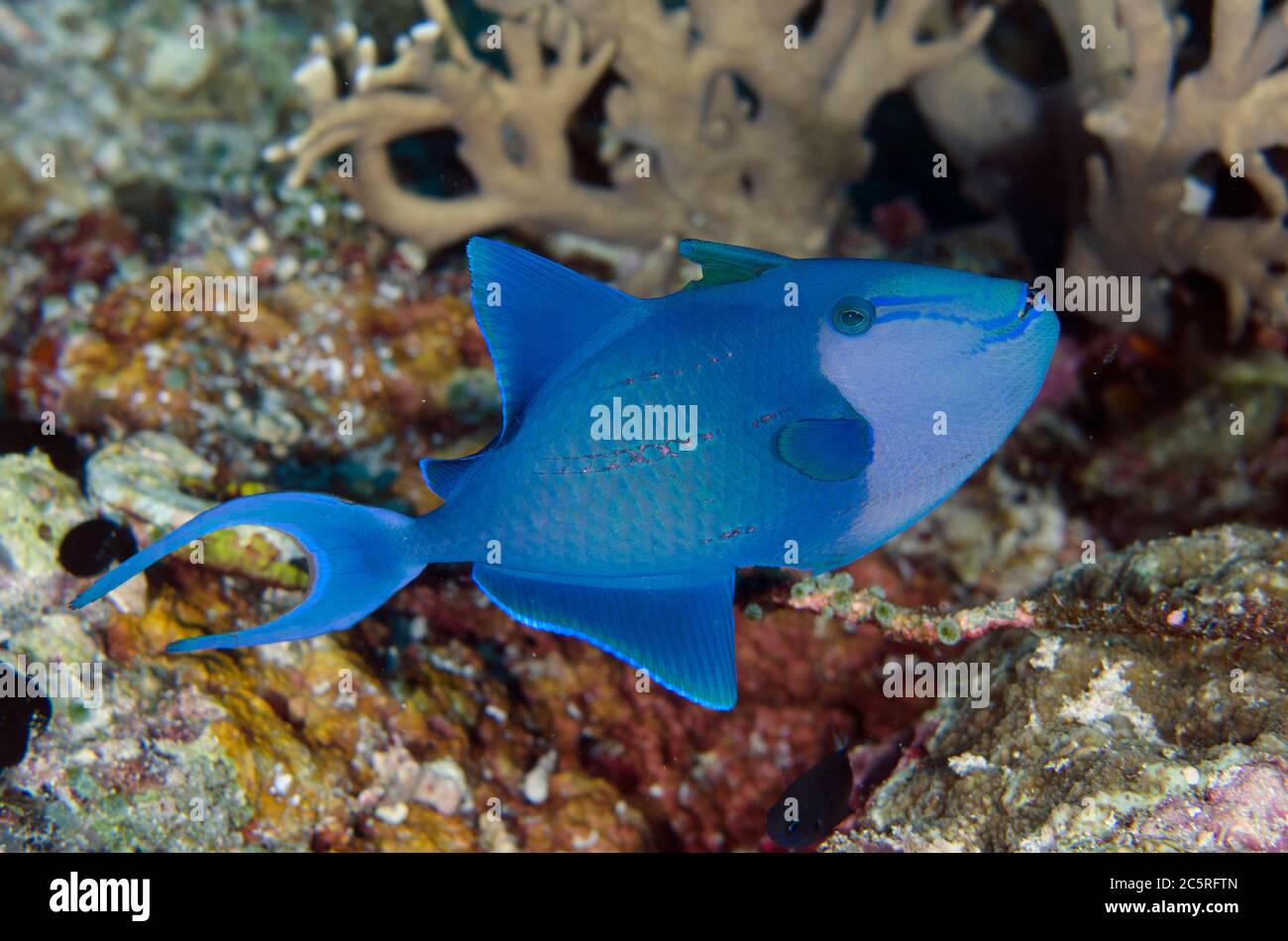 Redtooth Triggerfish, Odonus niger, Pohon Miring dive site, Banda Besar ...