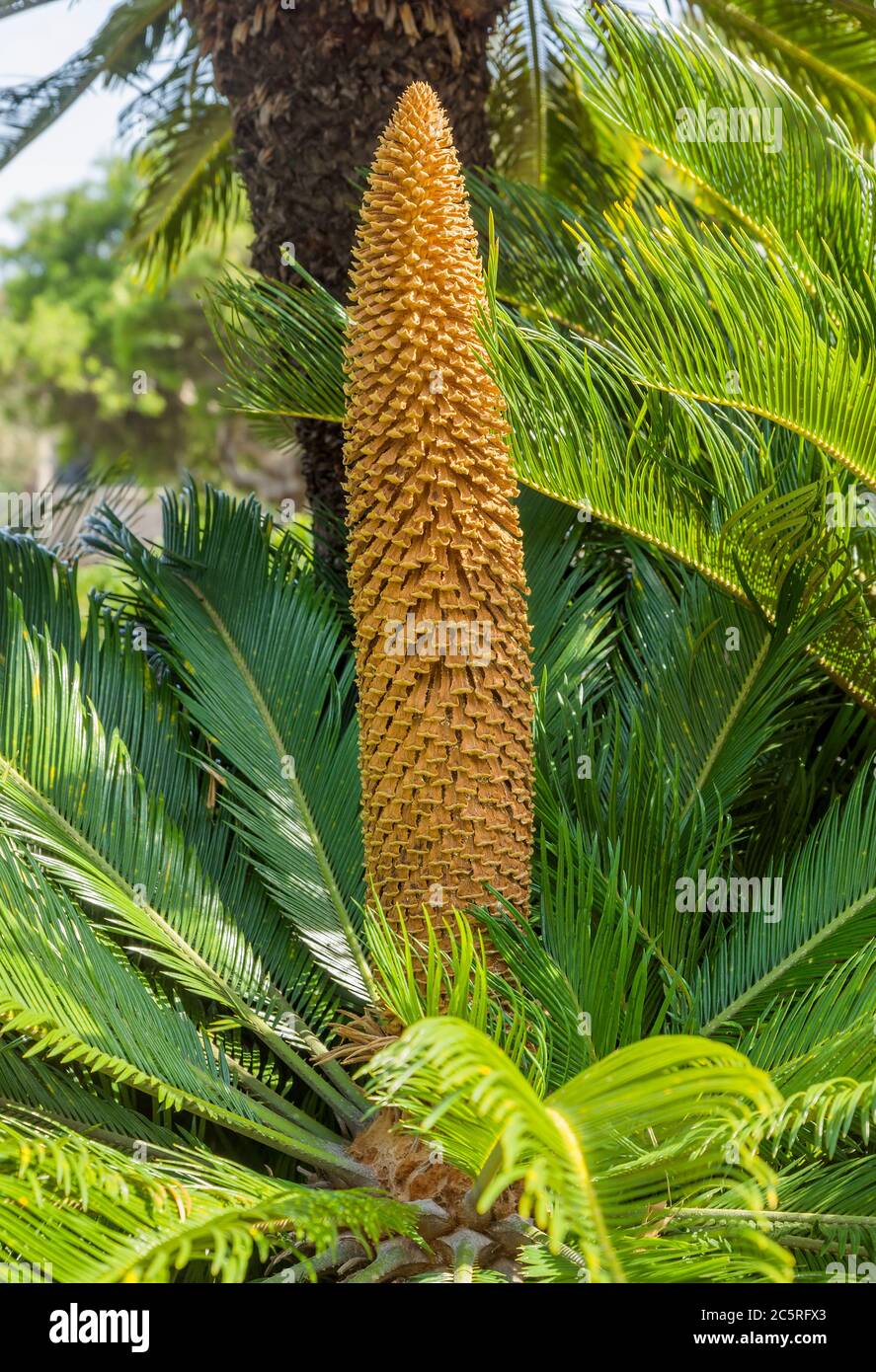 Palm pollen hi-res stock photography and images - Alamy
