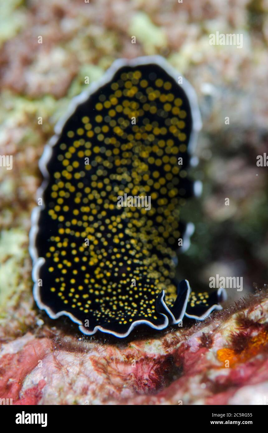 Gold-speckled Flatworm, Thysanozoon nigropapillosum, Suanggi Island ...