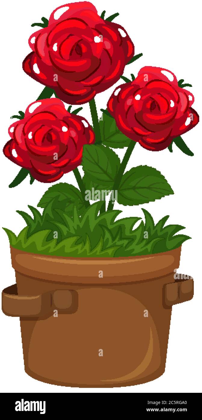 Beautiful roses in clay pot on white background illustration Stock ...