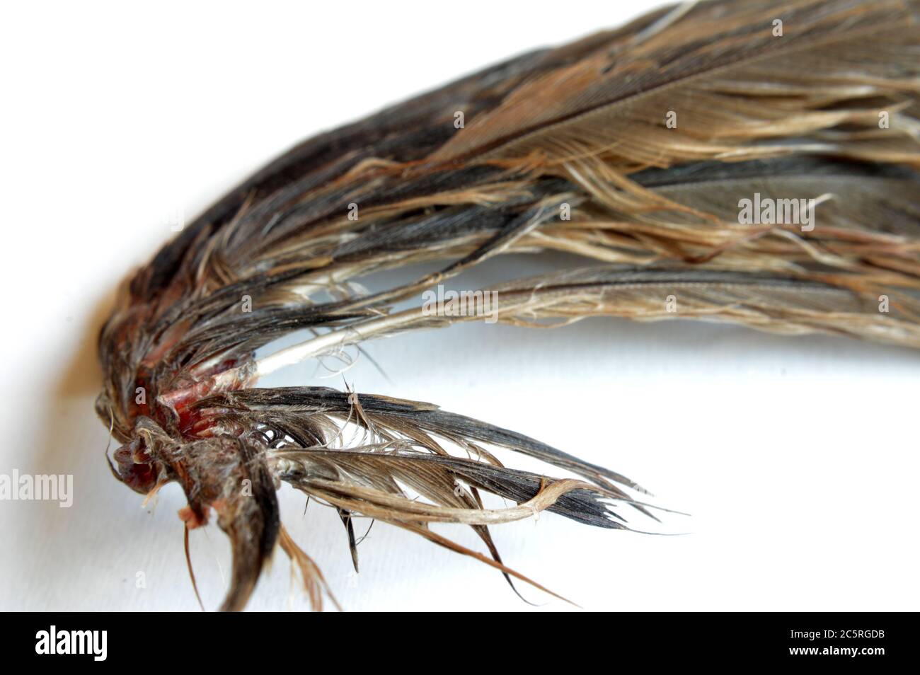 Broken Wing isolated on white Stock Photo - Alamy