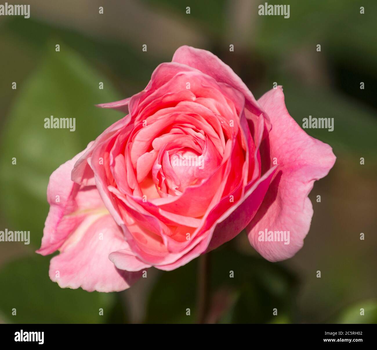 Alone rose hi-res stock photography and images - Alamy