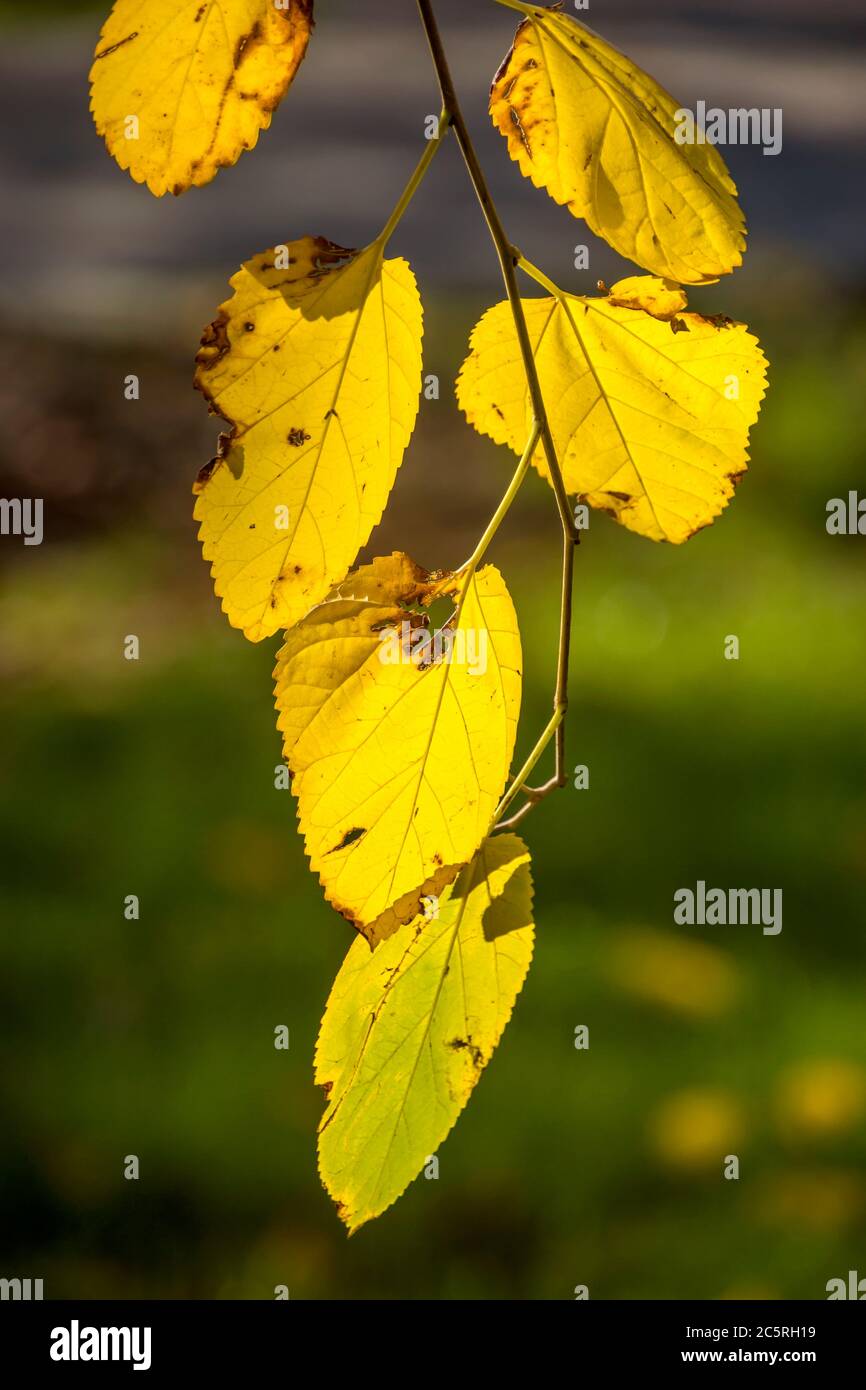 Tree branch of golden color leaves Stock Photo - Alamy