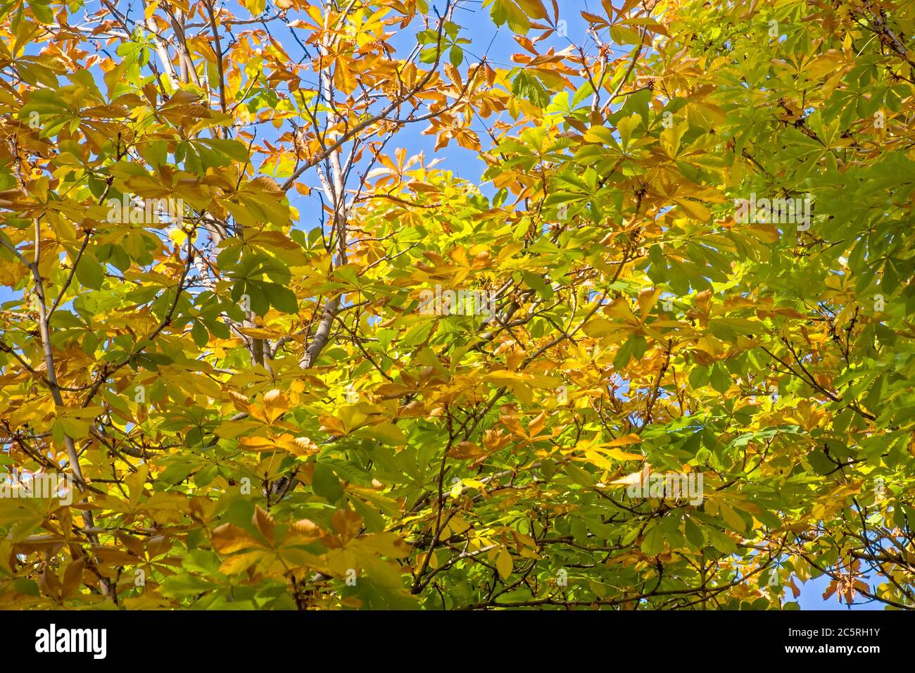 Trees branch of golden color leaves Stock Photo - Alamy