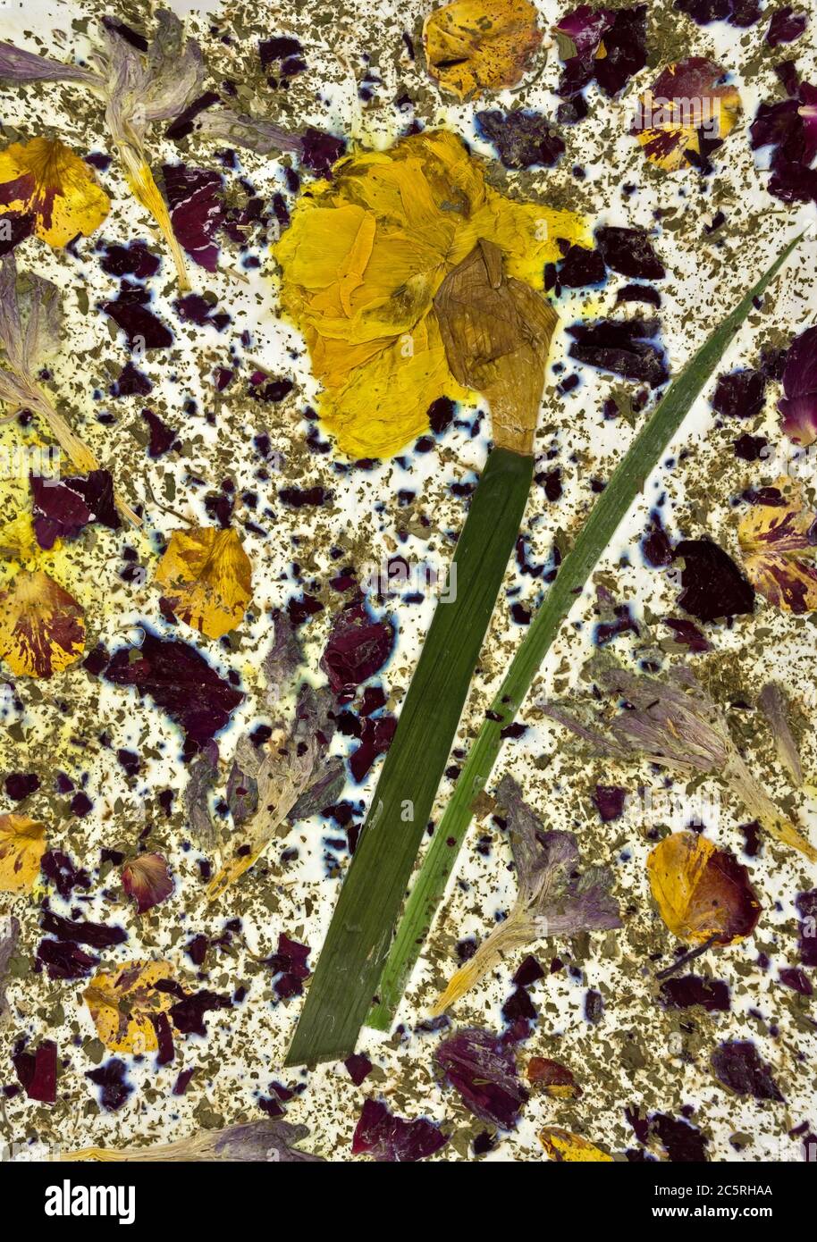 Natural handmade paper background made from dried flowers and grasses ...