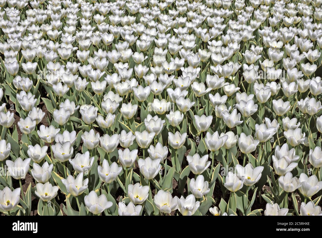 Field of White tulips in the Holland Stock Photo - Alamy