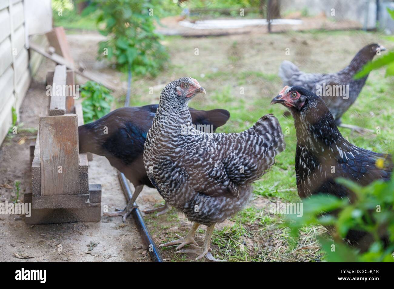 Chickens walk in the pen. Beautiful gray, beige and black hens behind ...