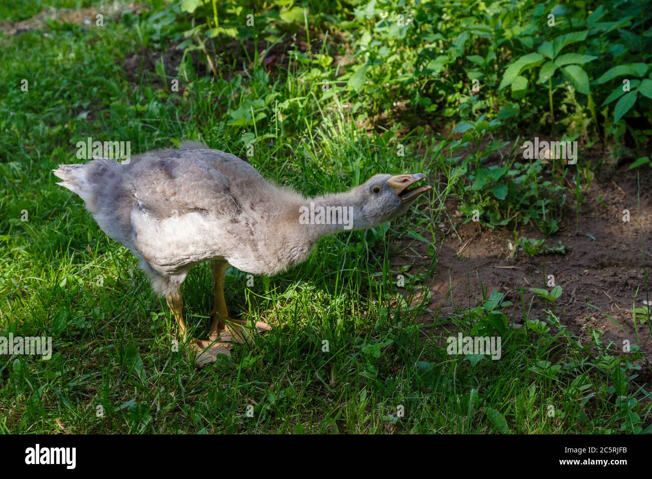 grey geese in village walking in the yard Stock Photo - Alamy