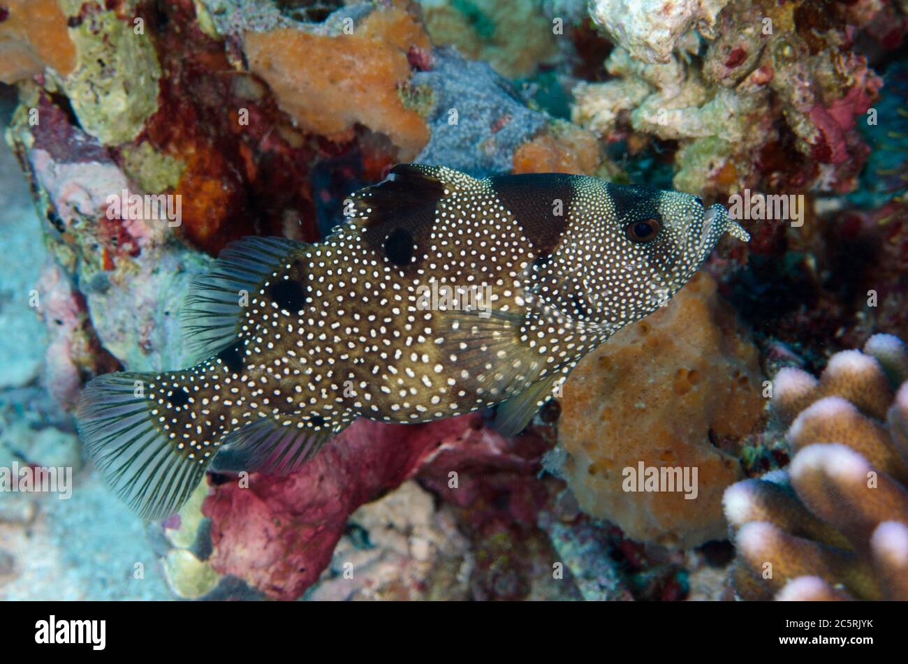 Spotted Soapfish, Pogonoperca punctata, Suanggi Island dive site, Banda ...