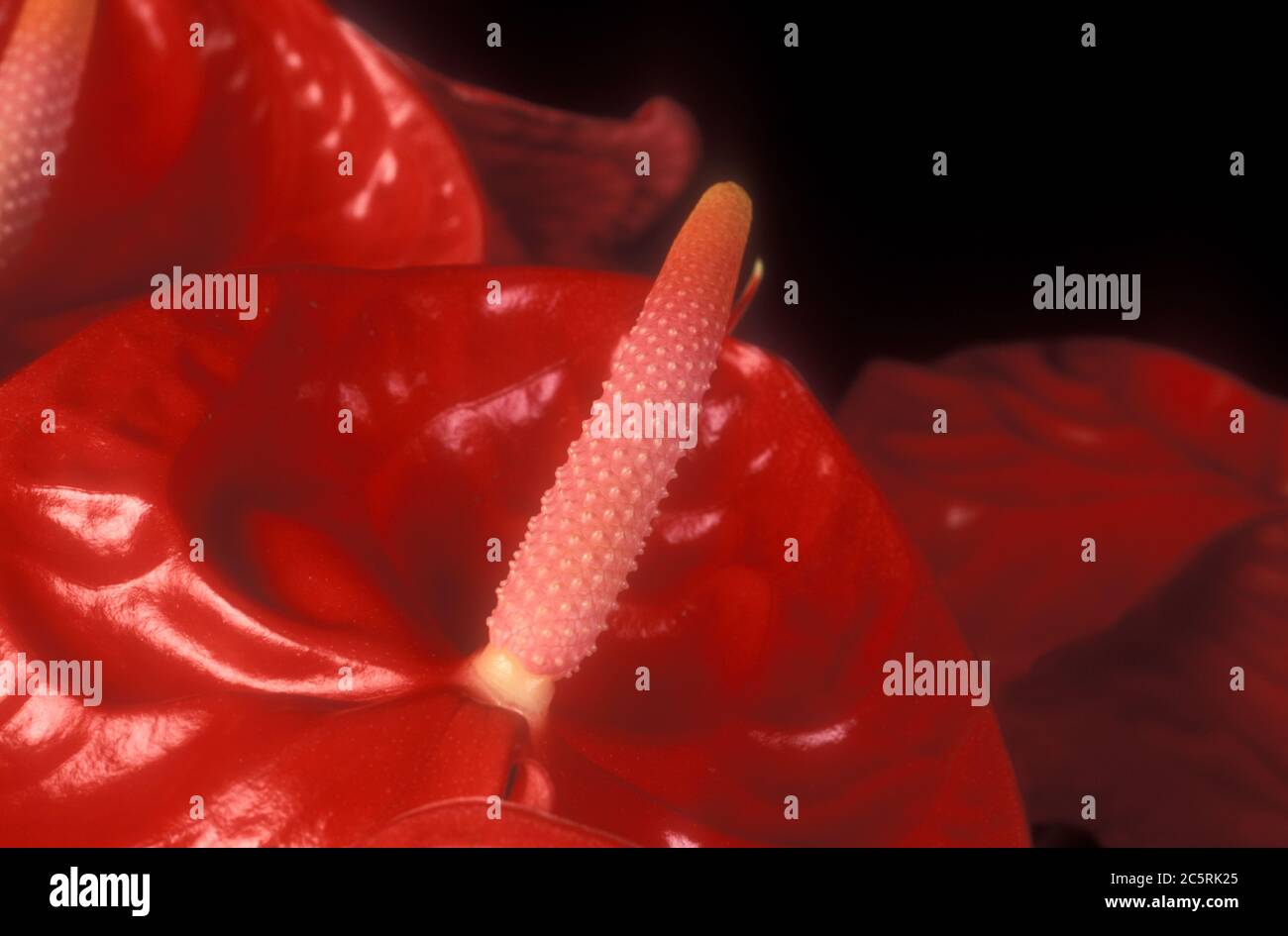 Anthuriums flower hi-res stock photography and images - Alamy