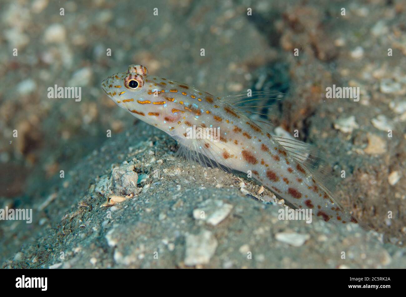 Goby fish rock hi-res stock photography and images - Alamy