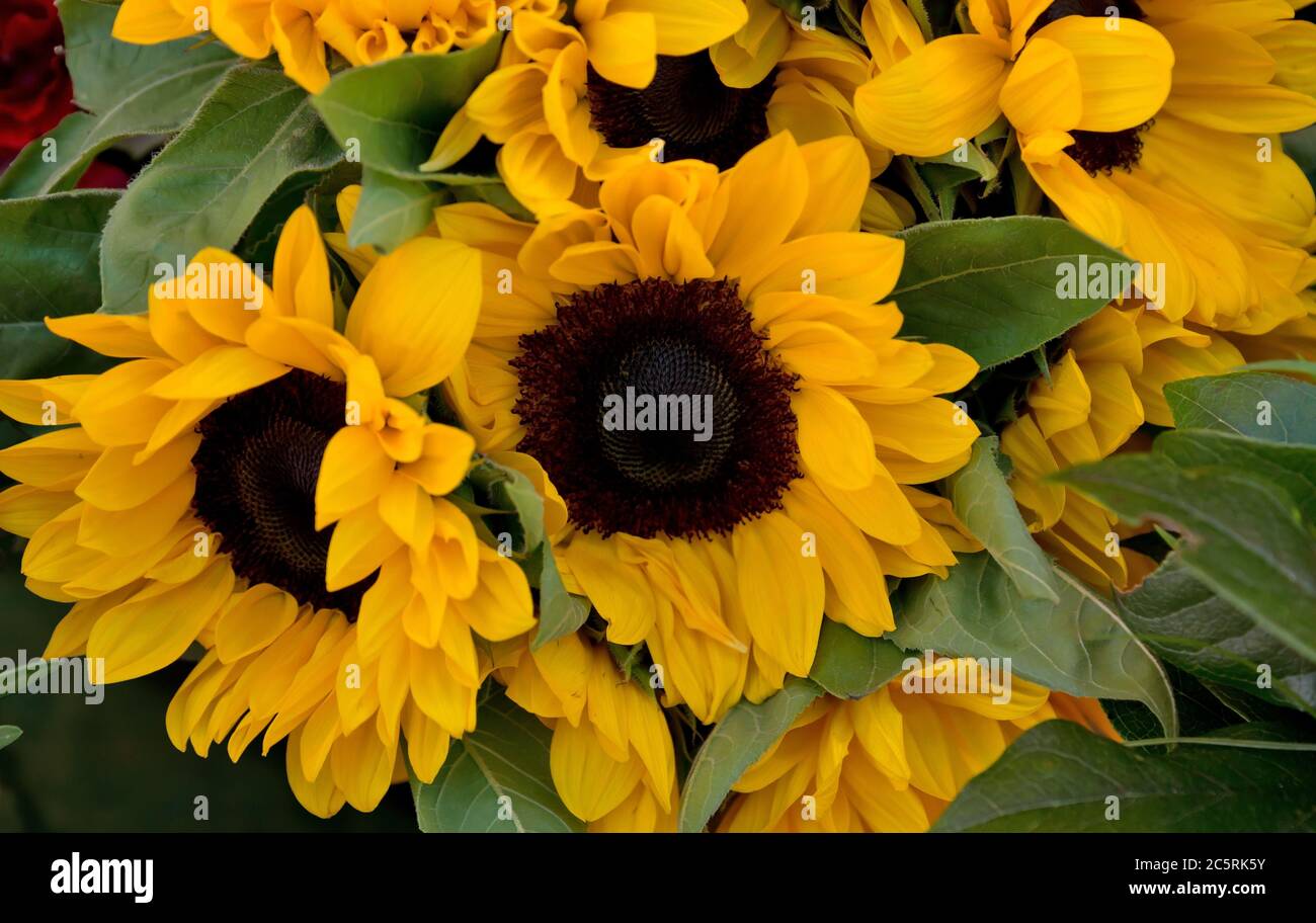 Decorative sunflowers at local farmer's market. France Stock Photo - Alamy