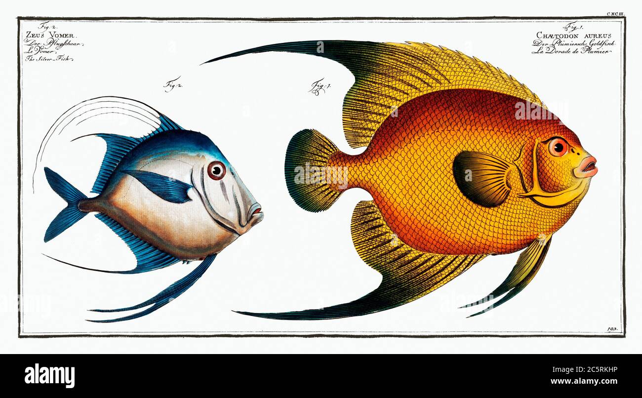 Vomer fish hi-res stock photography and images - Alamy