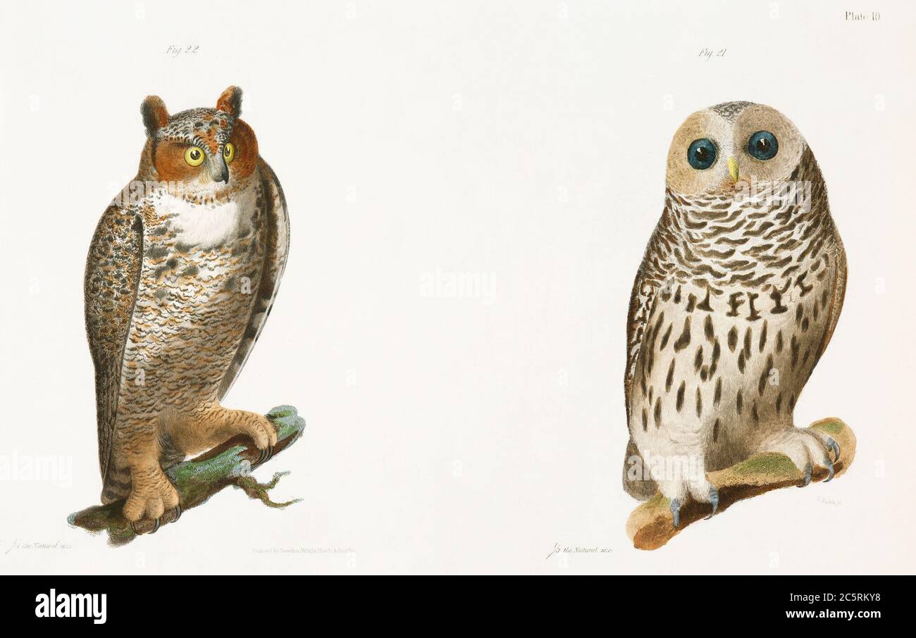Ulula nebulosa High Resolution Stock Photography and Images - Alamy