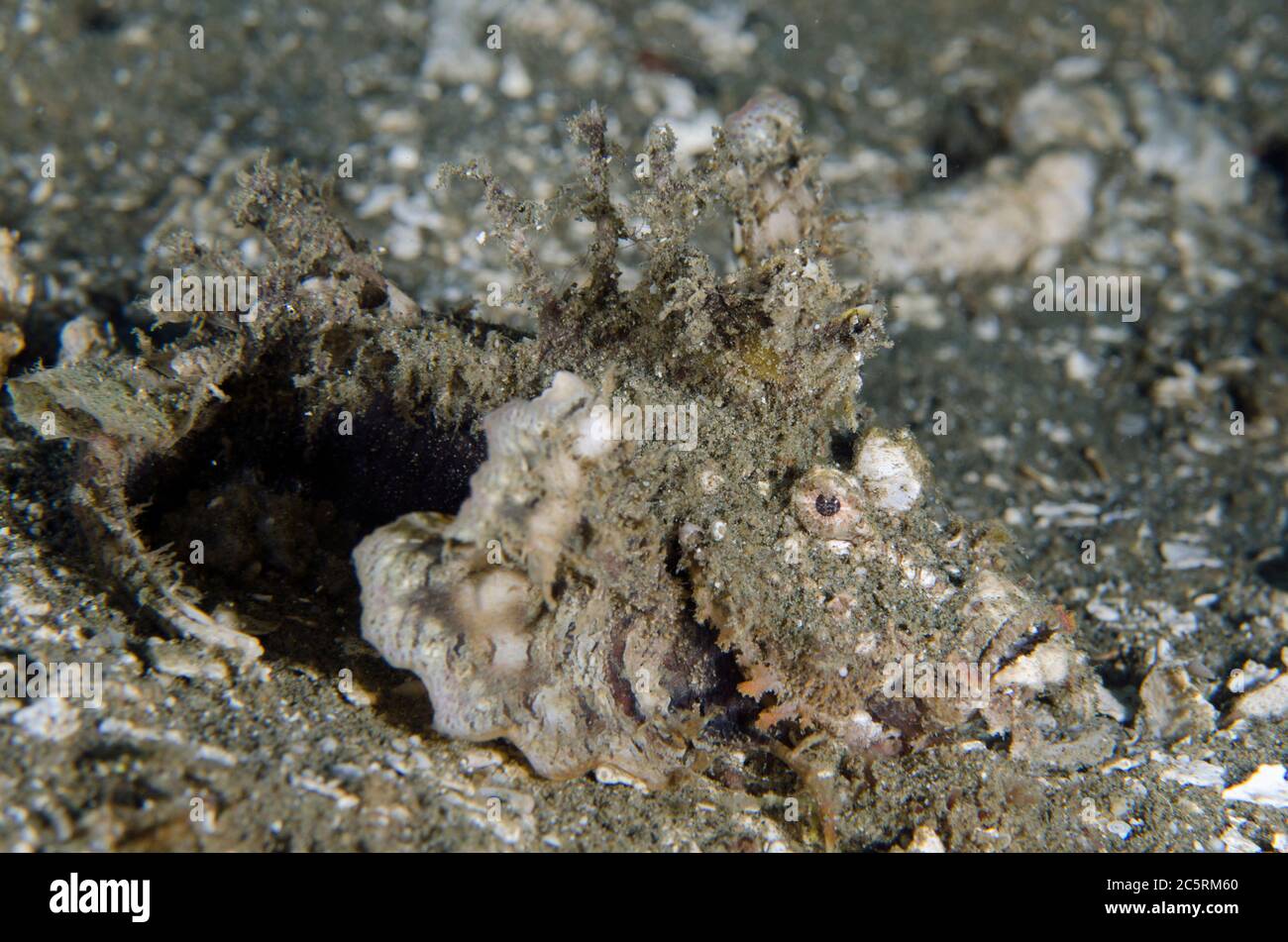 Spiny Devilfish, Inimicus didactylus, Laha dive site, Ambon, Maluku ...