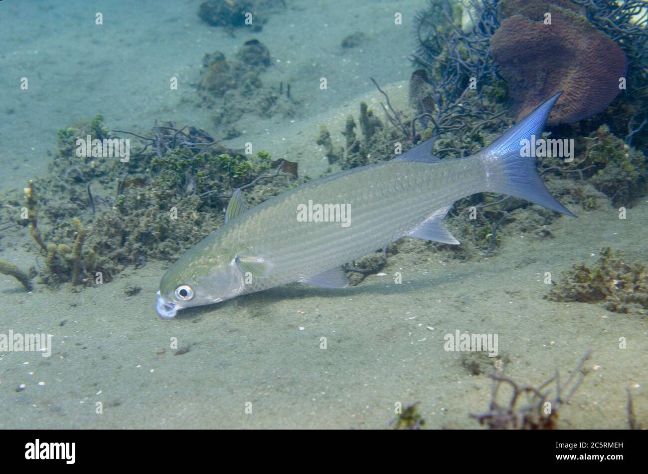 Bluespot Mullet High Resolution Stock Photography and Images - Alamy