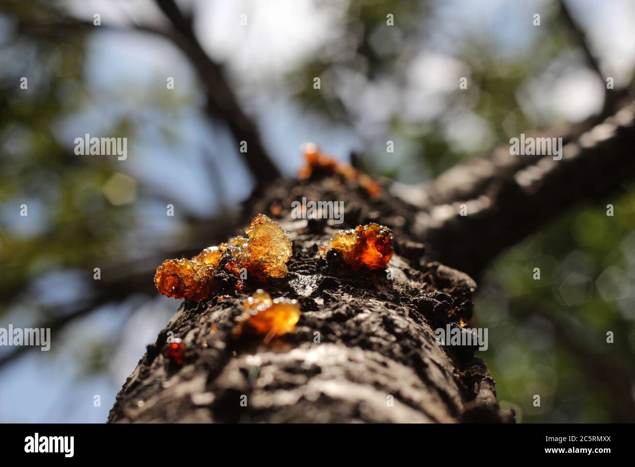 Resin tree hi-res stock photography and images - Alamy