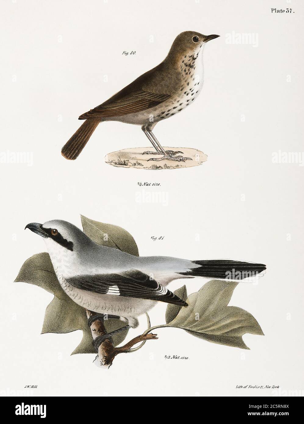 Hermit thrush bird flying hi-res stock photography and images - Alamy