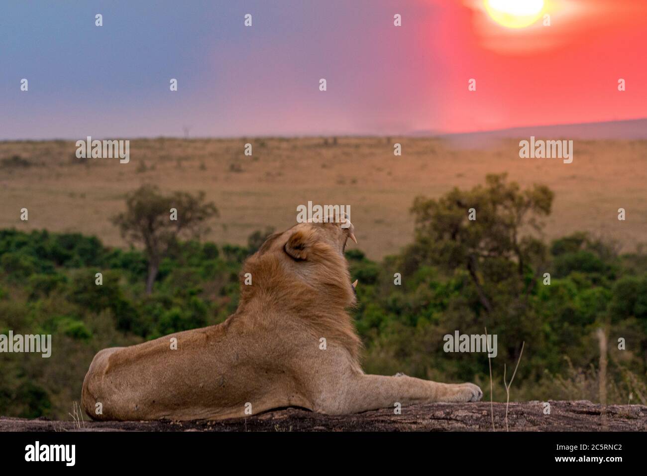 Mufasa simba lion king hi-res stock photography and images - Alamy