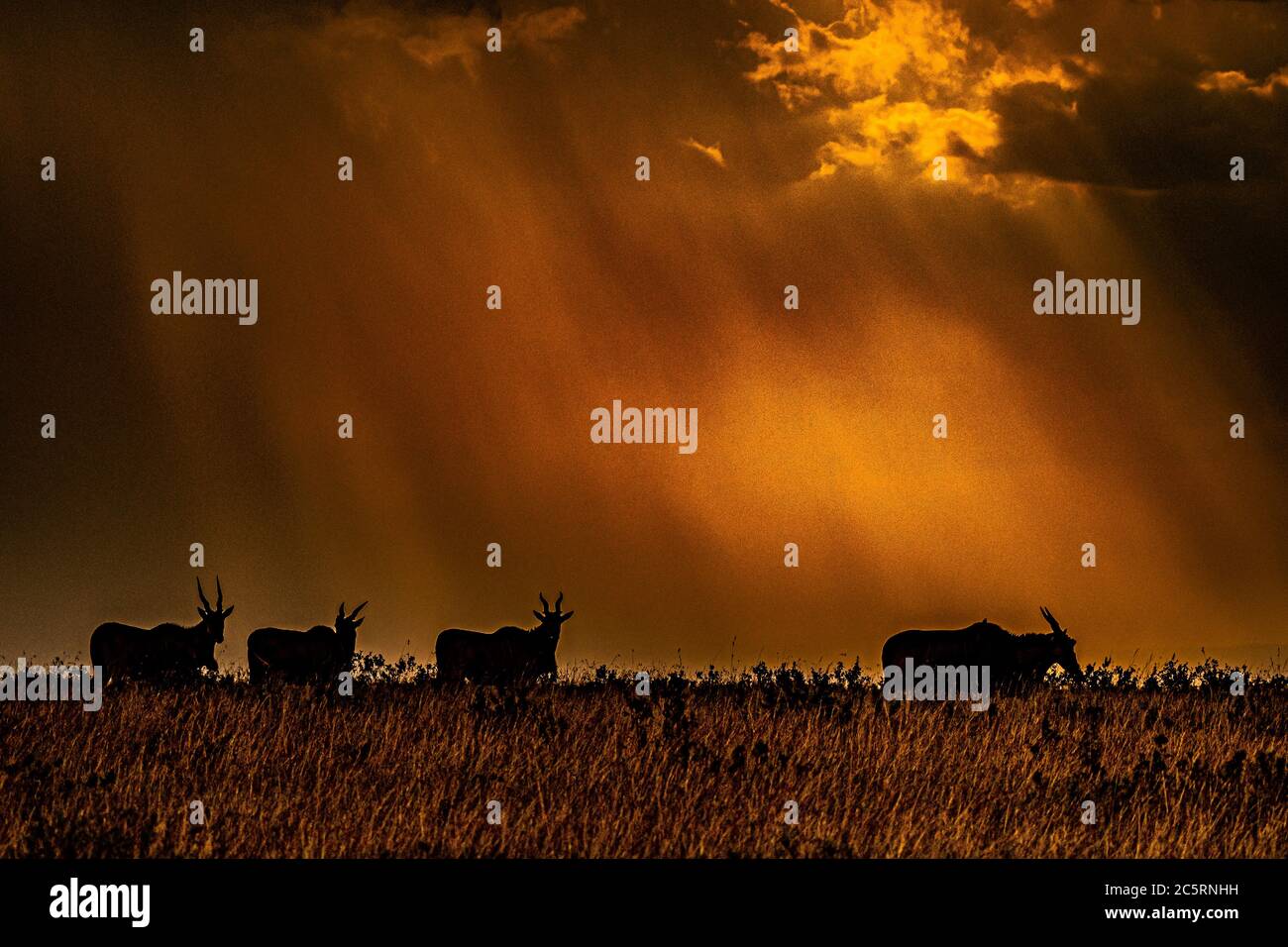 Sunset in the Wild!! Stock Photo - Alamy