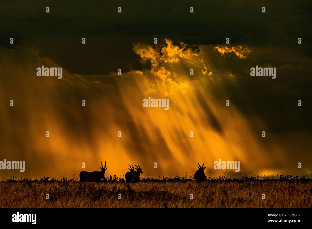 Sunset in the Wild!! Stock Photo - Alamy