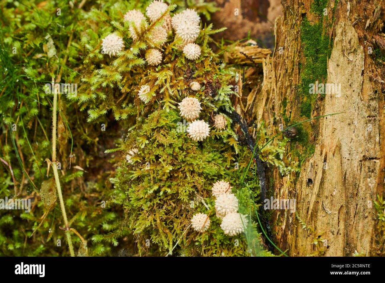 Star formed mushrooms on a tree stump Stock Photo - Alamy