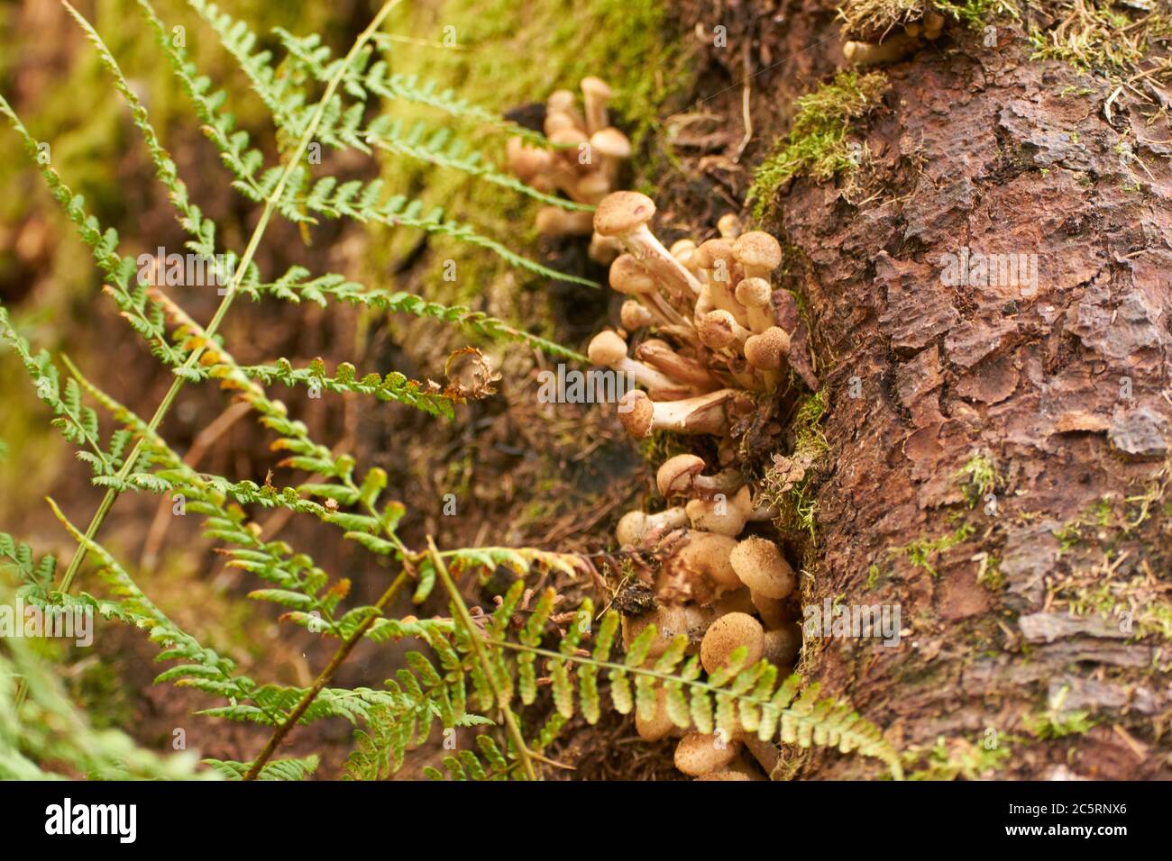 Very small fungi hi-res stock photography and images - Alamy