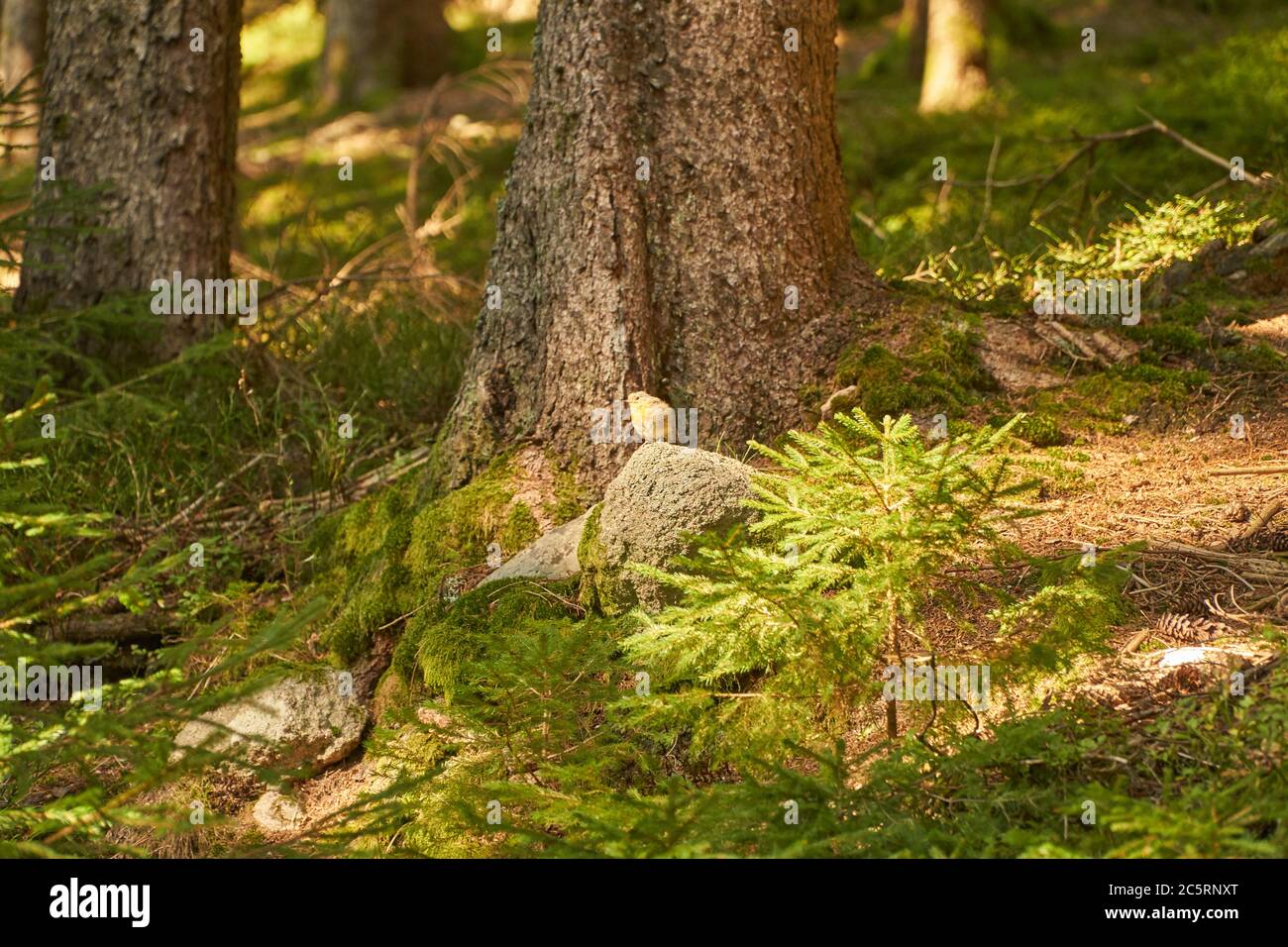 Robin sitting on a root in the forest Stock Photo - Alamy