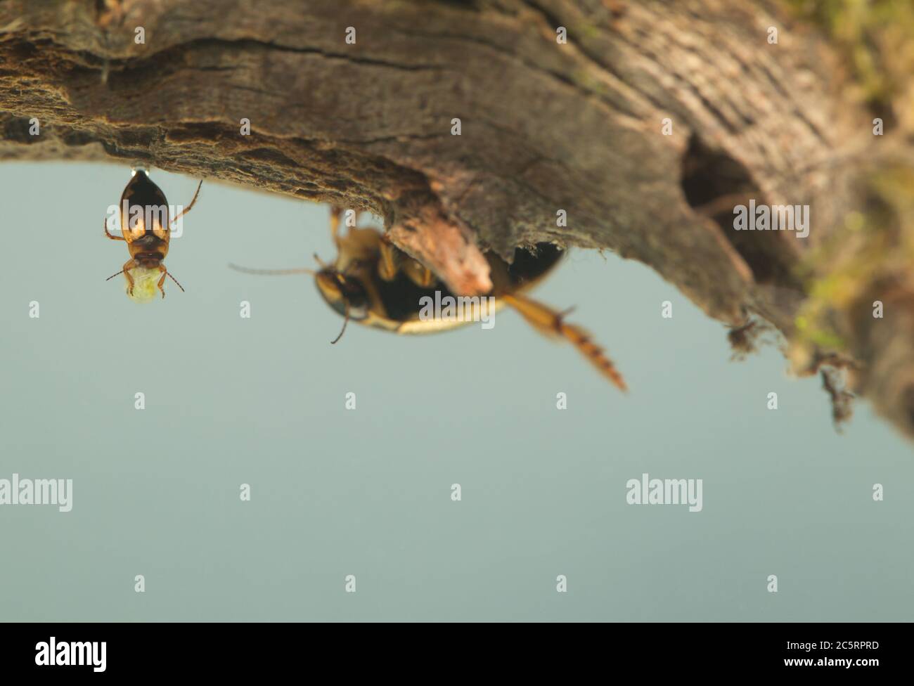 Diving beetle (Hydroporus palustris Stock Photo - Alamy