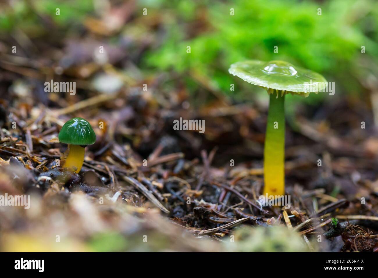 Parrot toadstool hi-res stock photography and images - Alamy