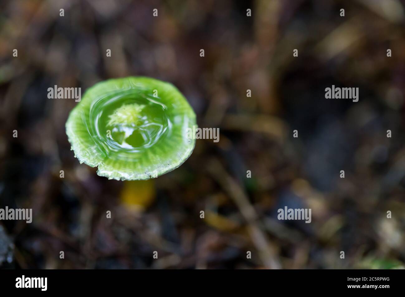 Parrot mushroom gliophorus psittacinus hi-res stock photography and ...