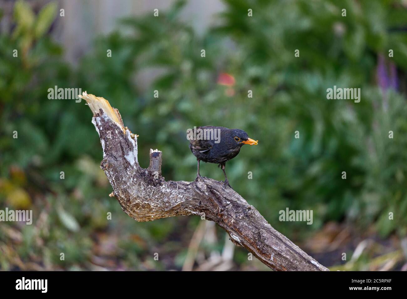 black bird on log Stock Photo - Alamy