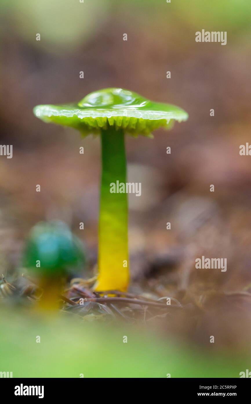 Parrot toadstool hi-res stock photography and images - Alamy