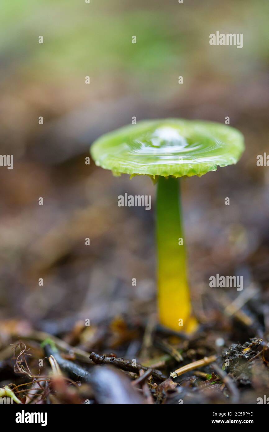 Gliophorus psittacinus, parrot waxcap hi-res stock photography and ...