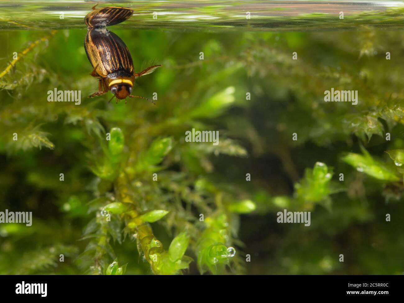 Diving beetle (Hygrotus impressopunctatus Stock Photo - Alamy