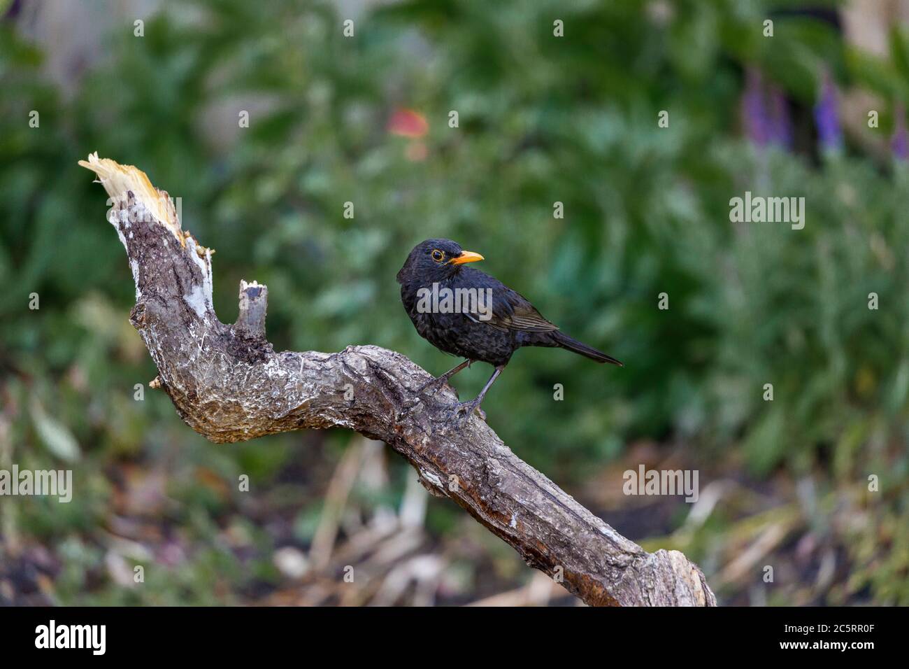black bird on log Stock Photo - Alamy
