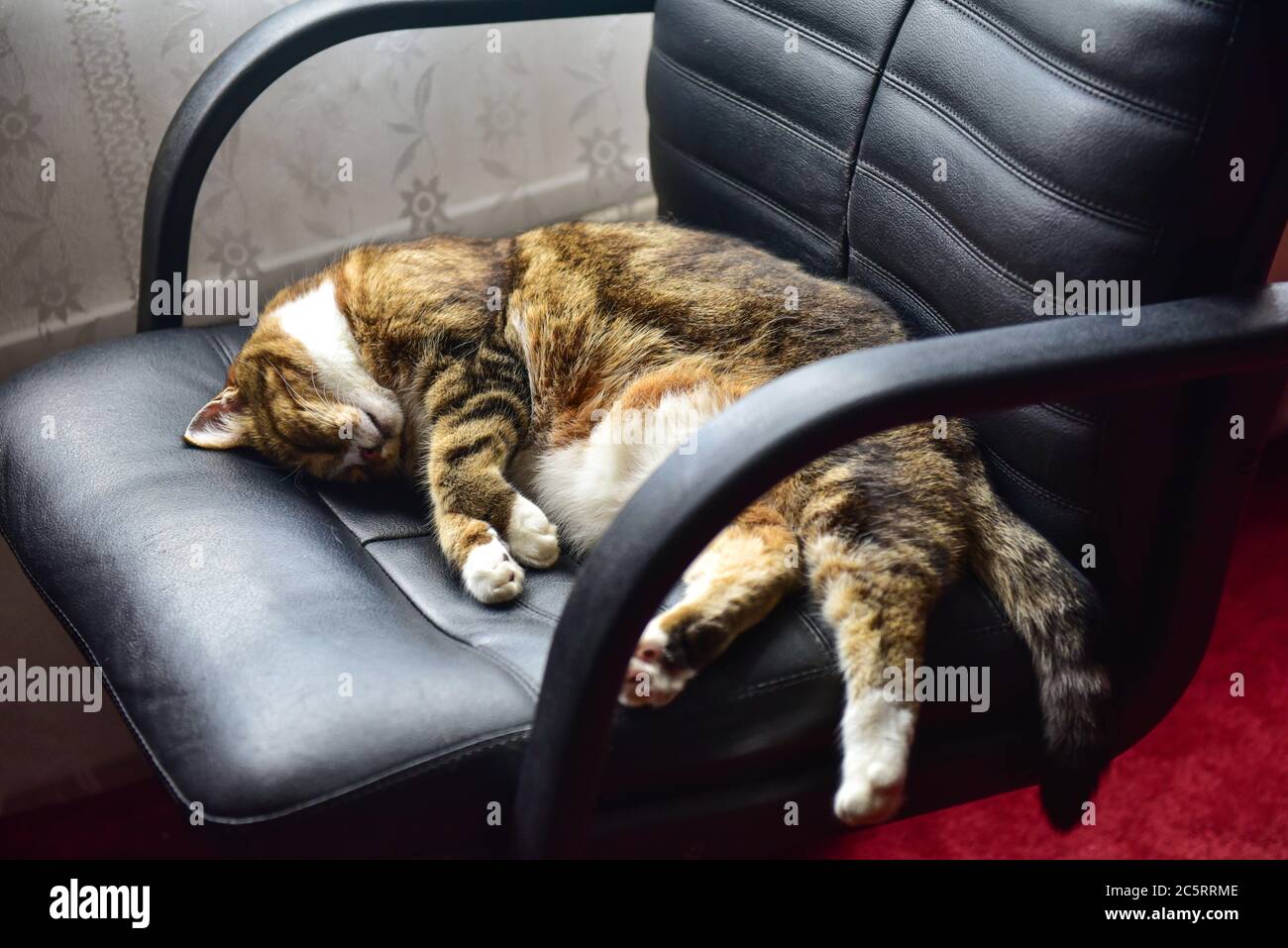 Cat sleeping on a computer chair Stock Photo - Alamy