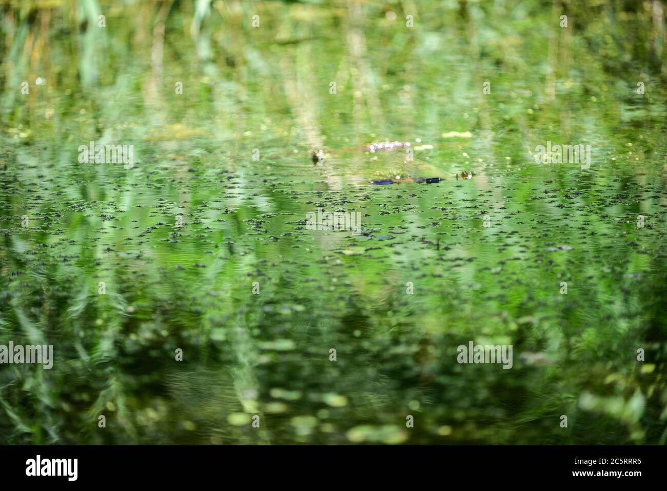 Green background of water in the swamp Stock Photo - Alamy