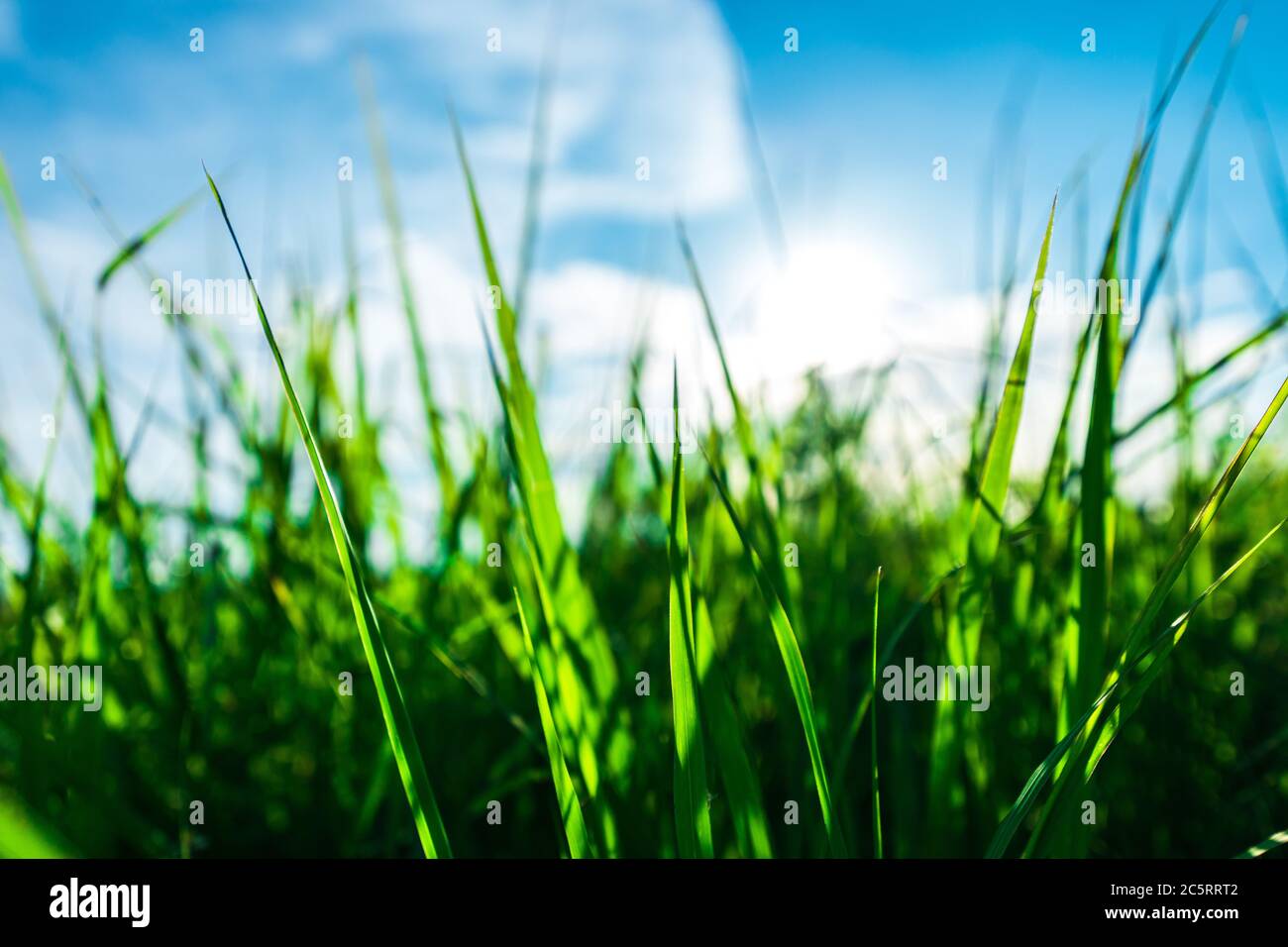 fresh green grass with sunrise in the morning with beautiful cloud ...