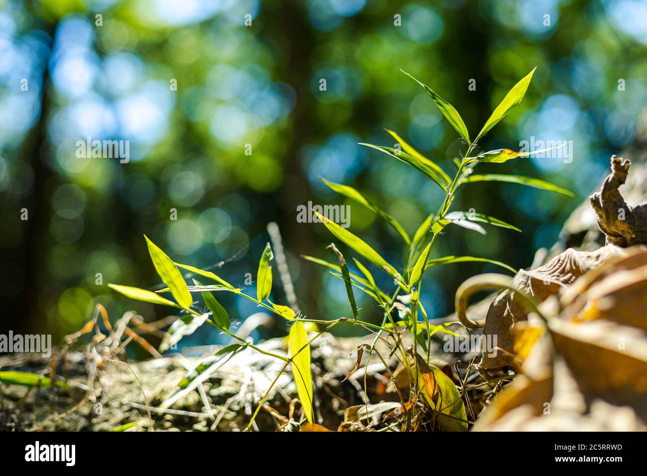 little tree on the ground and sun light Stock Photo - Alamy