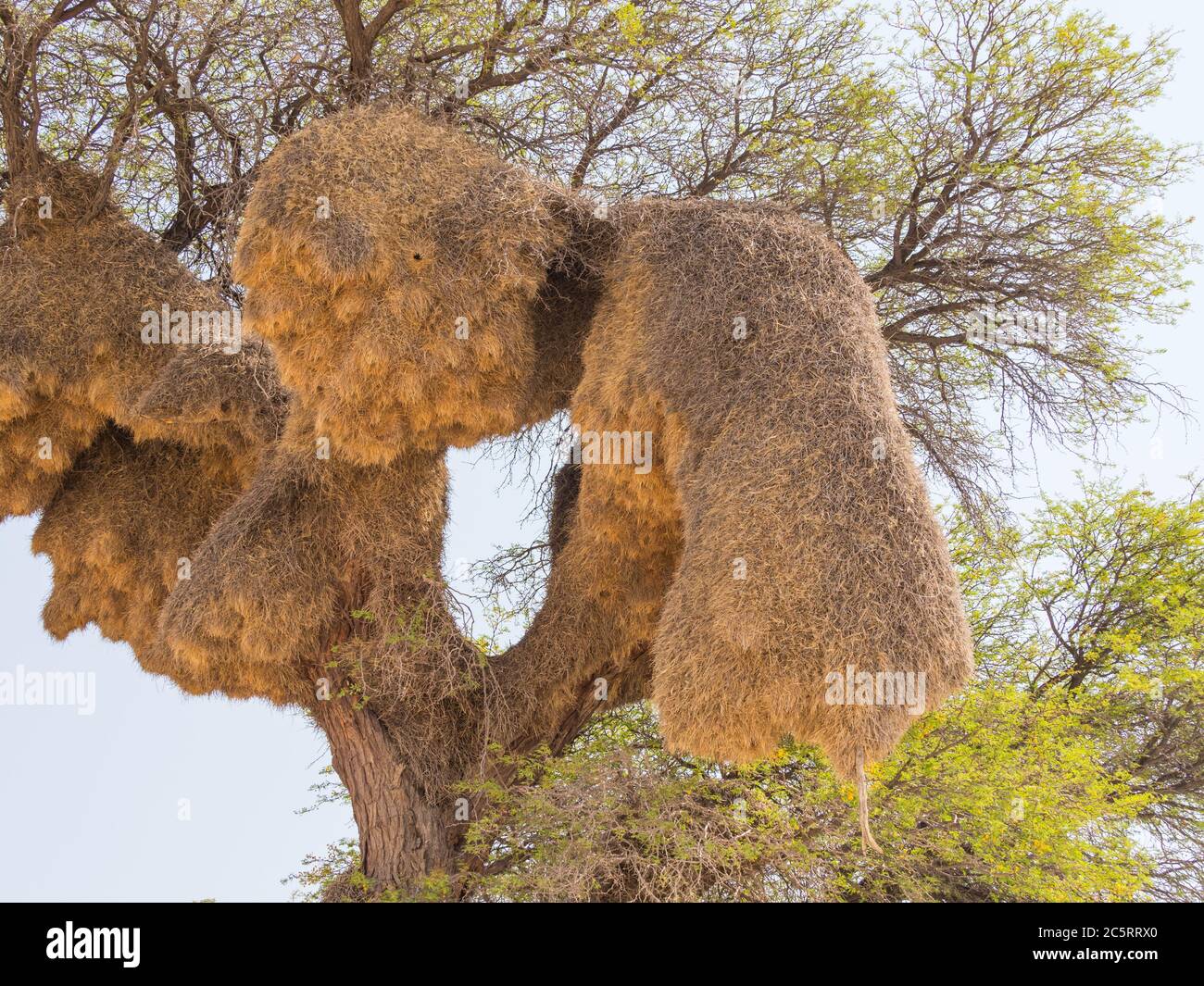 The communal nests of Sociable Weaver birds in a camelthorn tree in the ...