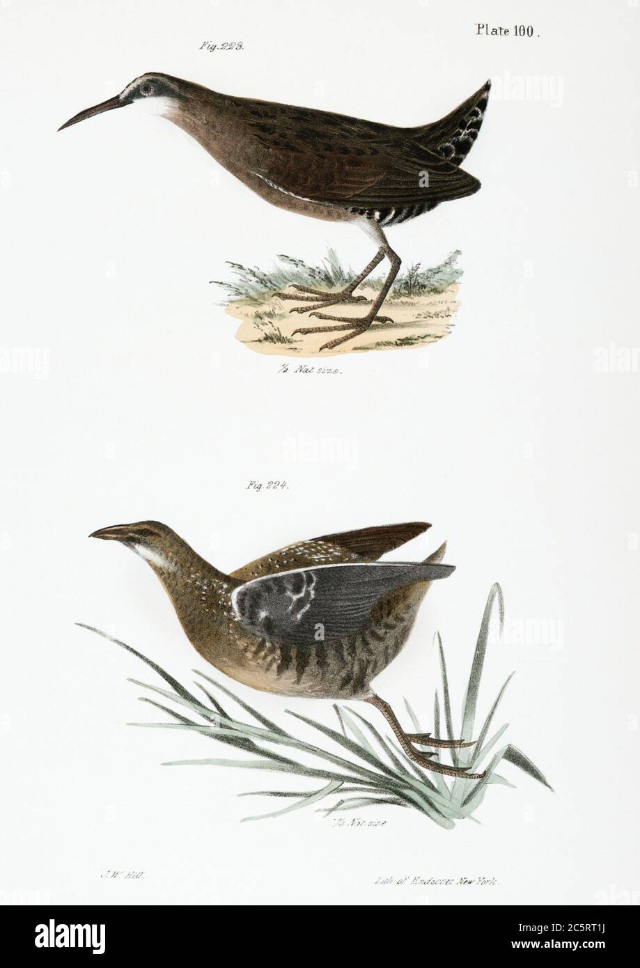 Sora flight hi-res stock photography and images - Alamy