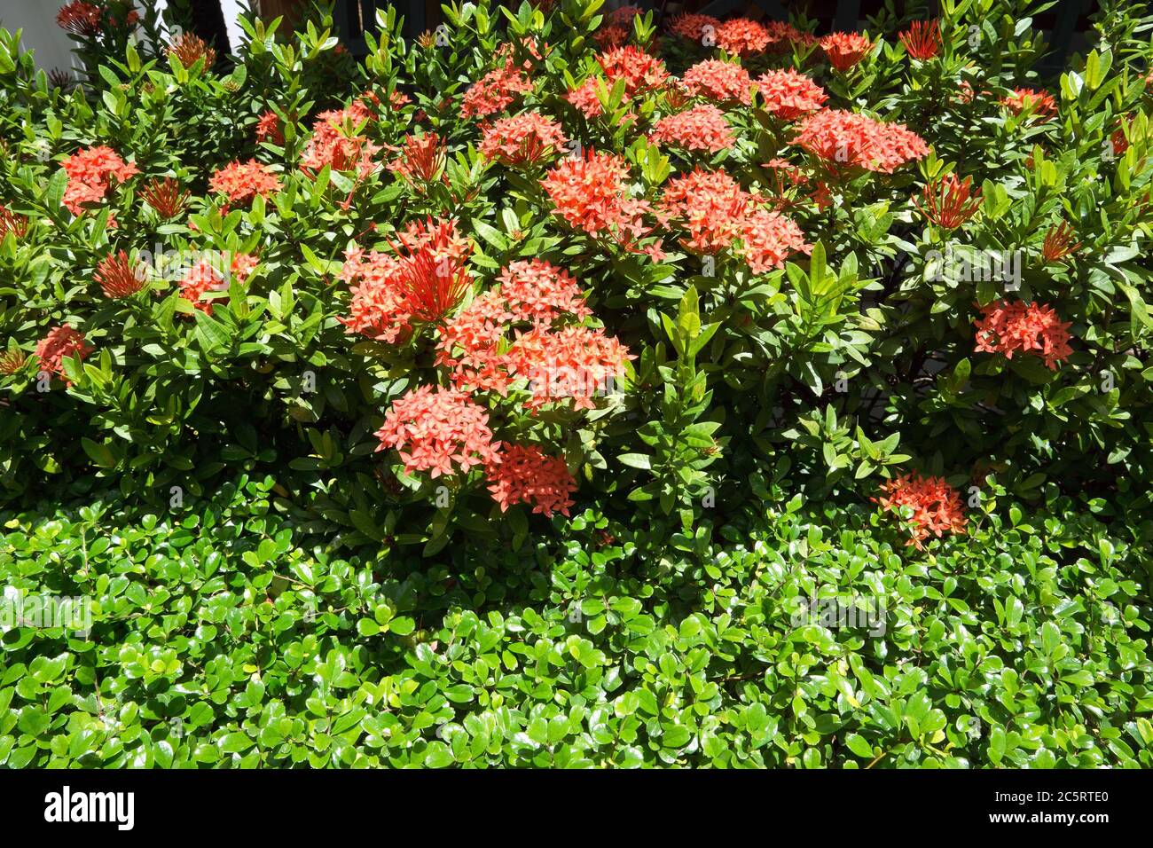 Red Ixora coccinea - Jungle Geranium (Jungle Flame Stock Photo - Alamy