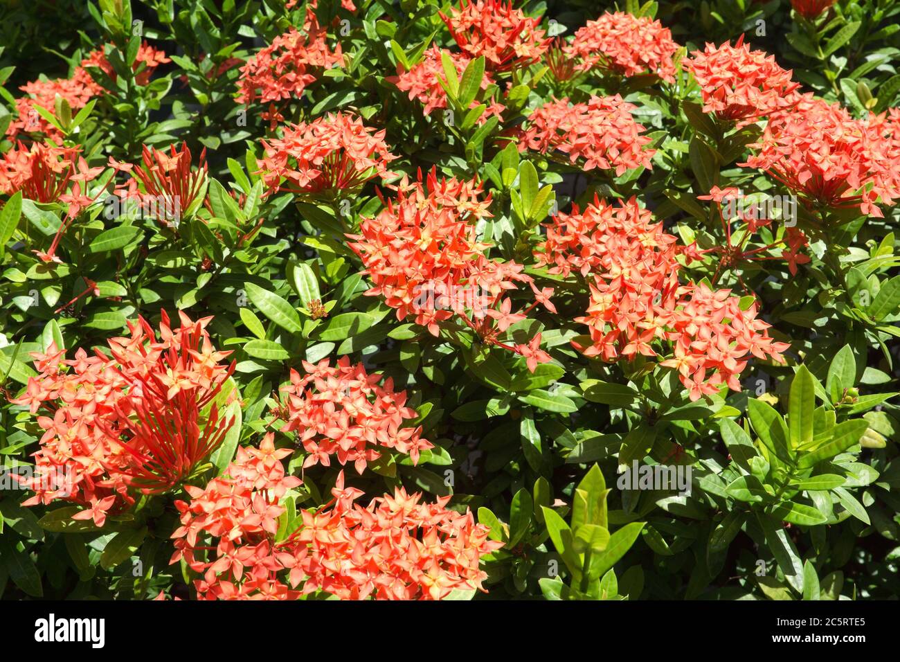 Red Ixora coccinea - Jungle Geranium (Jungle Flame Stock Photo - Alamy