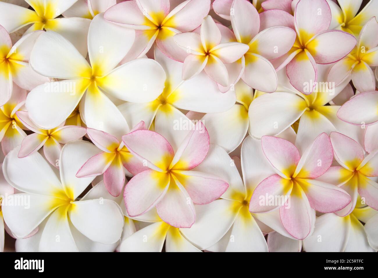 Closeup white rose plumeria hi-res stock photography and images - Alamy