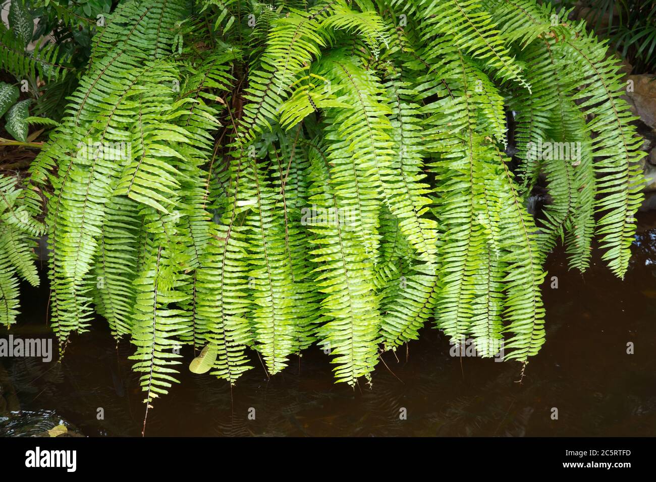 Tropical pond with fern in the garden Stock Photo - Alamy